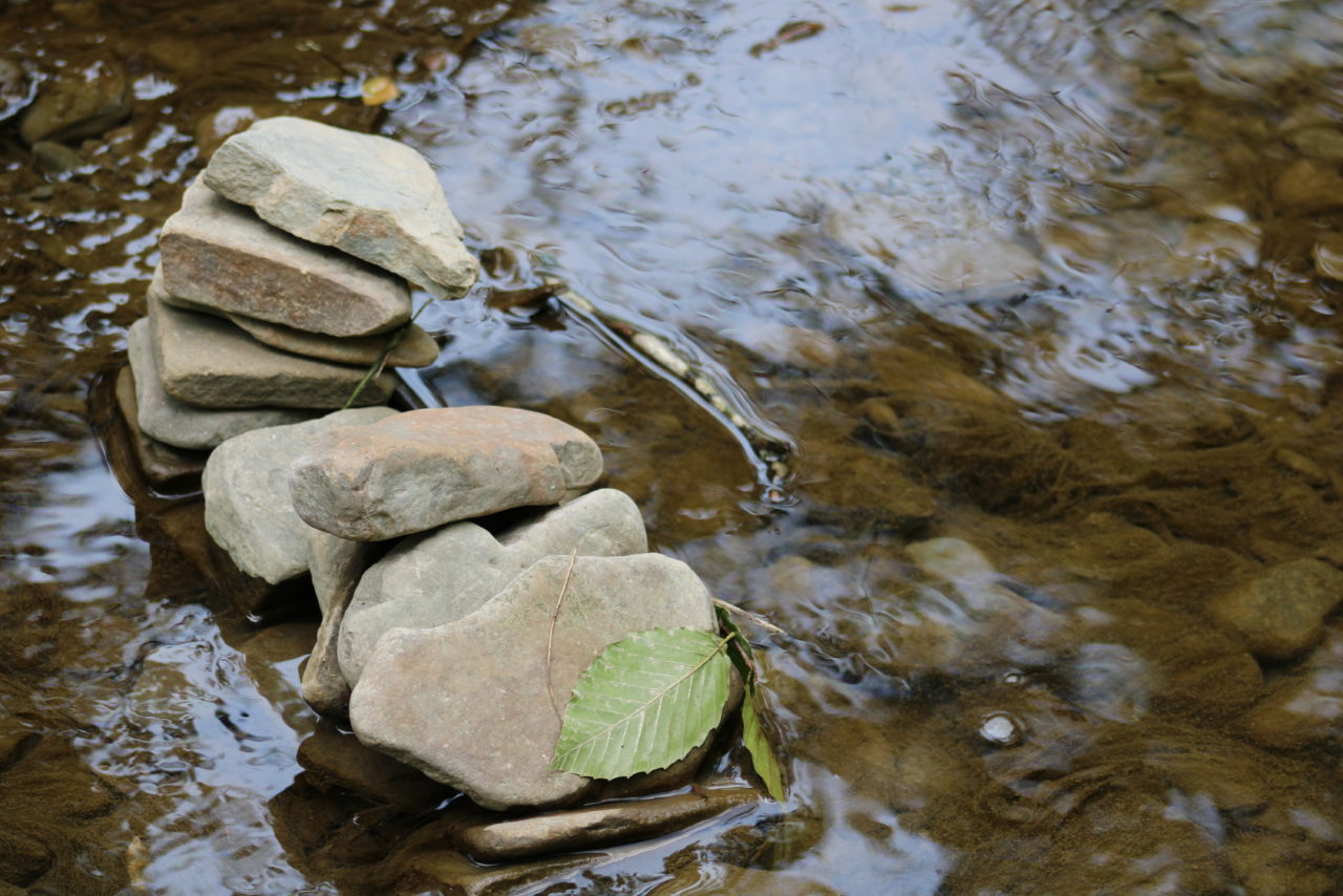 Arnot Forest - Primitive Pursuits, Ithaca