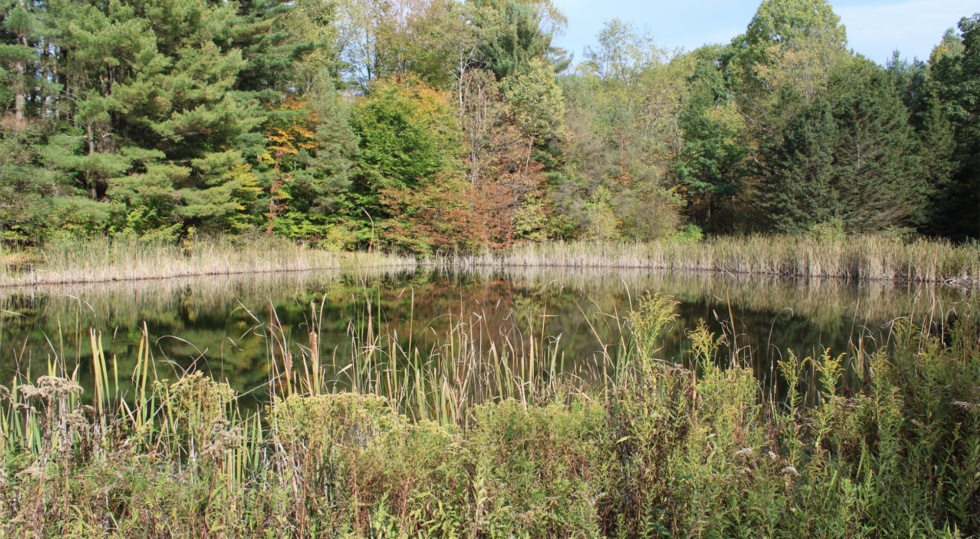 Arnot Forest - Primitive Pursuits, Ithaca