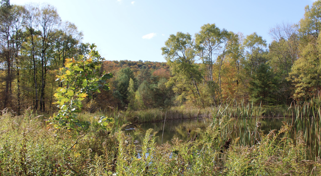 Arnot Forest - Primitive Pursuits, Ithaca