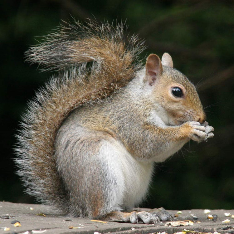 A Squirrel’s Perspective - Primitive Pursuits, Ithaca